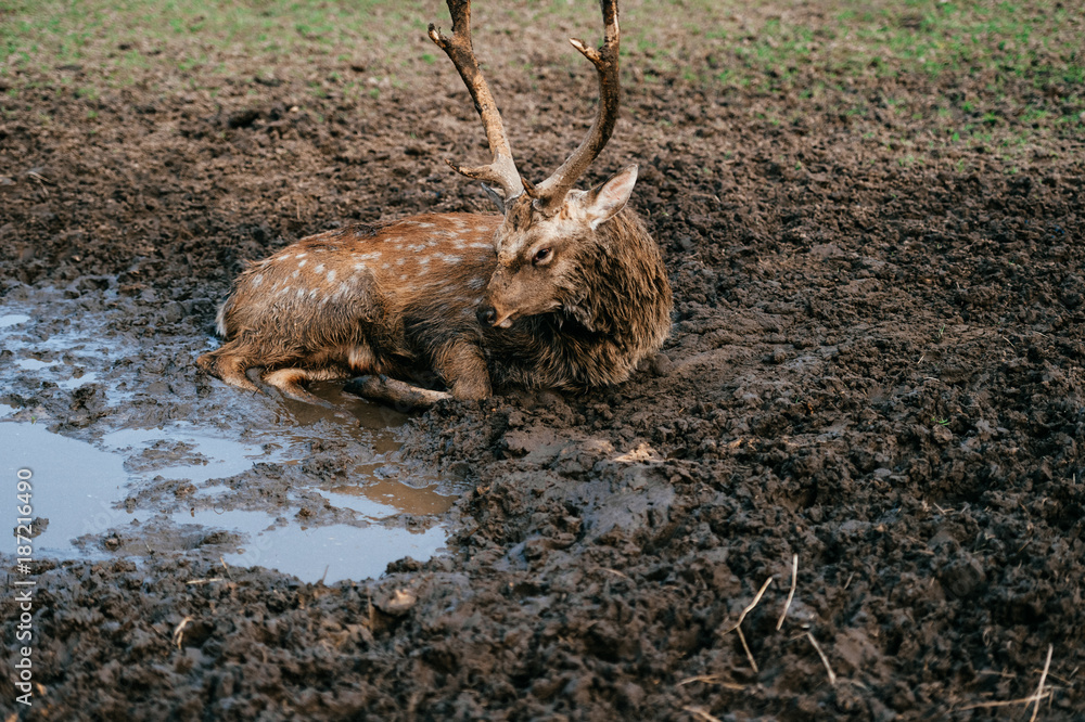 Deer resting and sleeping in mud. Expressive portrait of dead wild ...