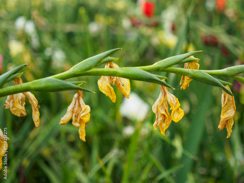 Wide angle close-up of multiple wilting gladiolus flowers, also known ...
