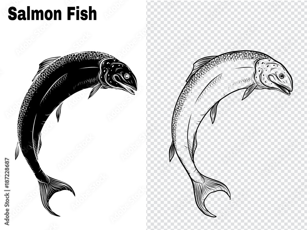 Salmon art highly detailed in line art style.Fish vector by hand ...