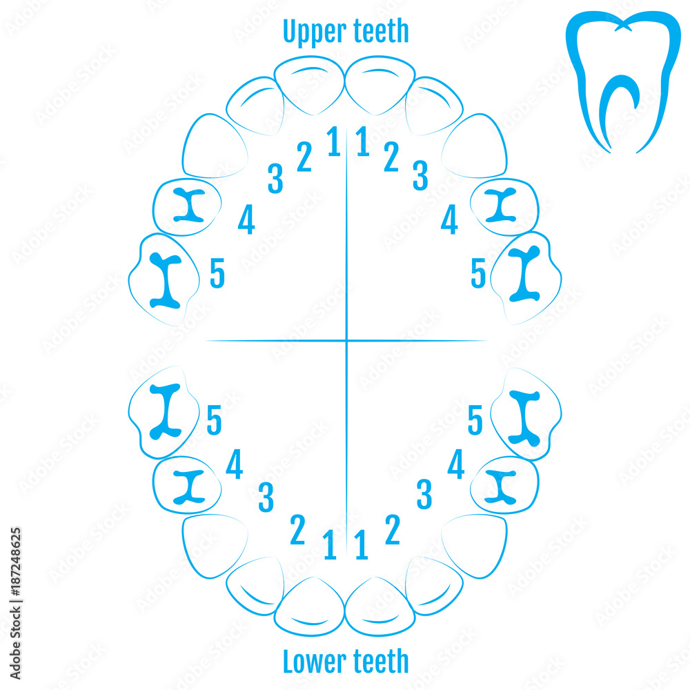 Orthodontist human tooth anatomy vector with numbering of teeth of an ...