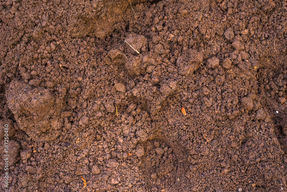 Sandy loam - soil background, texture Stock Photo | Adobe Stock