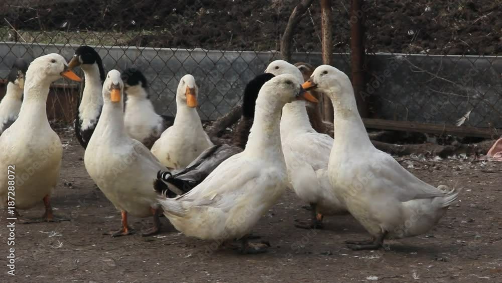 The farming of ducks for meat. A small farm Stock Video | Adobe Stock