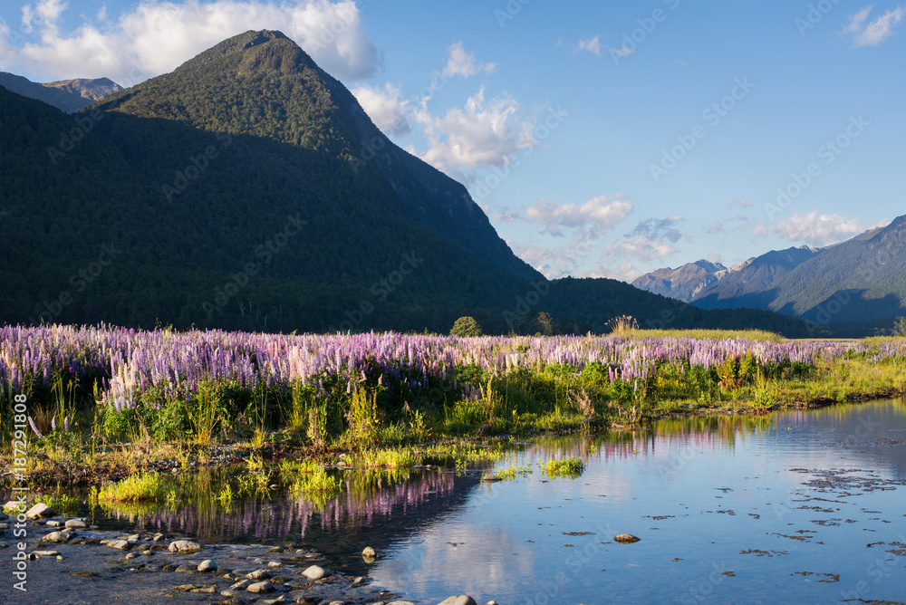 Spring scene from Milford Sound, New Zealand Stock Photo | Adobe Stock