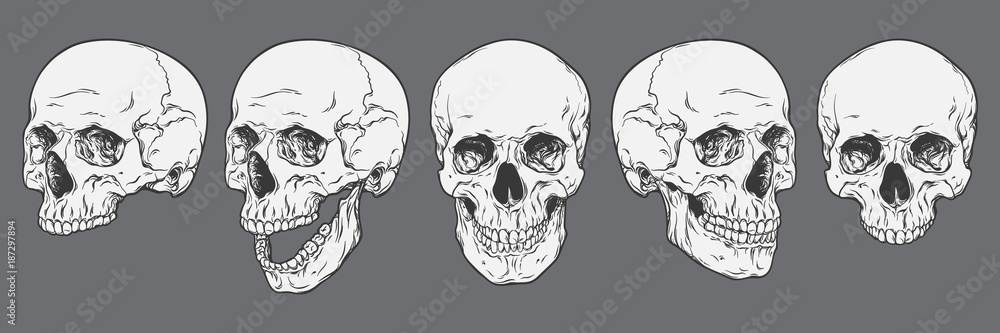 Poster Anatomically correct human skulls set isolated – Wall Art ...