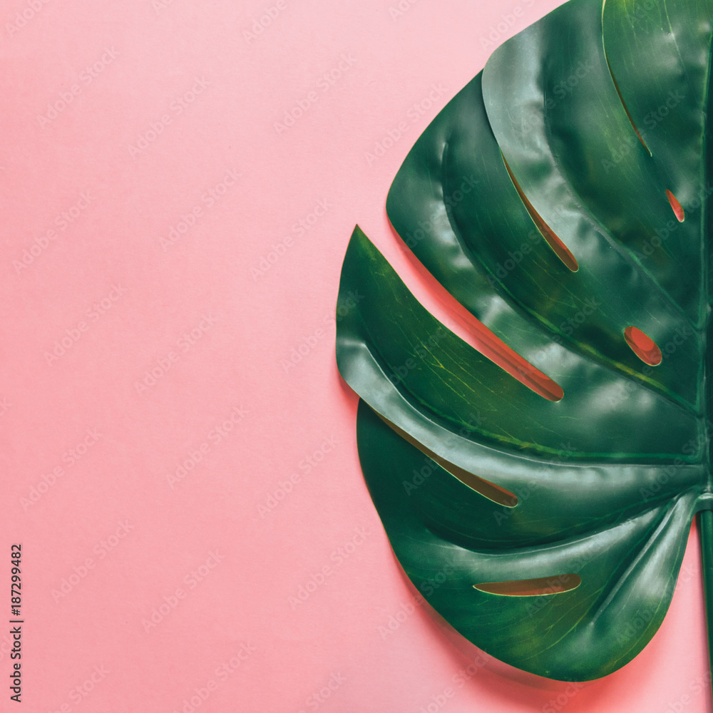 Half of tropical green leaf layout. Nature spring concept. Minimalist ...
