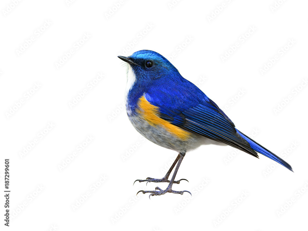 Male of Himalayan Bluetail or Orange-flanked bush robin, beautiful blue ...
