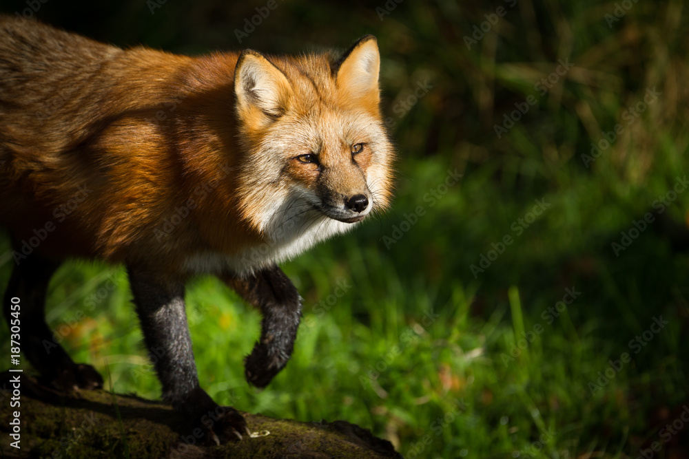 Red Fox - Renard Roux Stock Photo | Adobe Stock