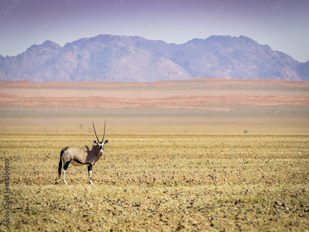 Einsames Orix in Namibia, Afrika Stock Photo | Adobe Stock