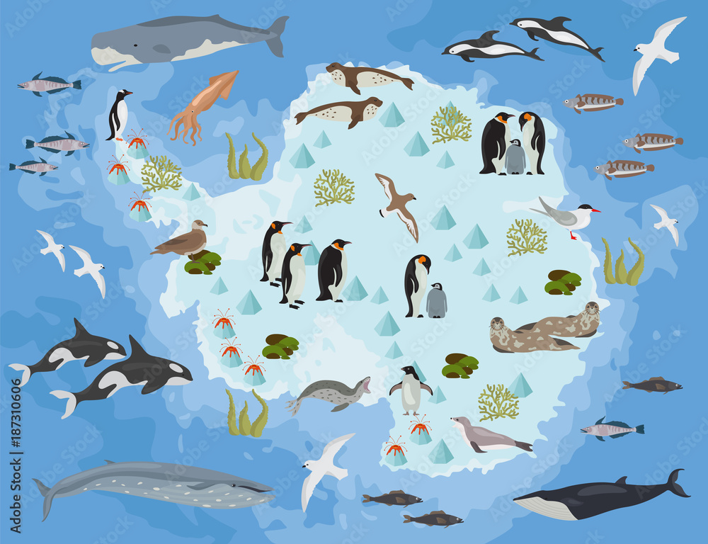 Antarctic, Antarctica, flora and fauna map, flat elements. Animals ...