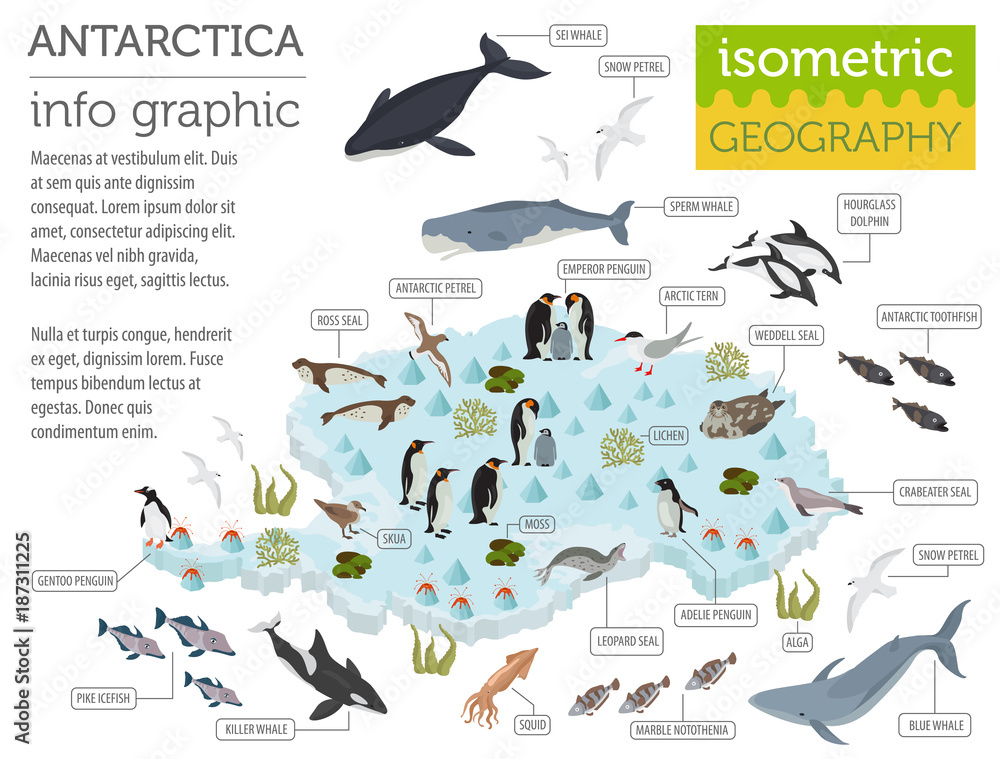 Isometric 3d Antarctica flora and fauna map elements. Animals, birds ...