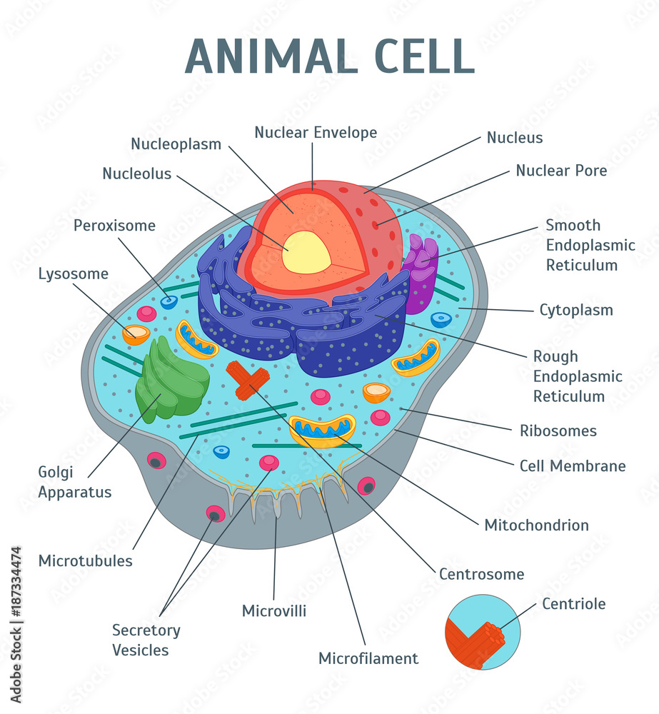 Cartoon Animal Cell Anatomy Banner Card Poster. Vector Stock Vector ...