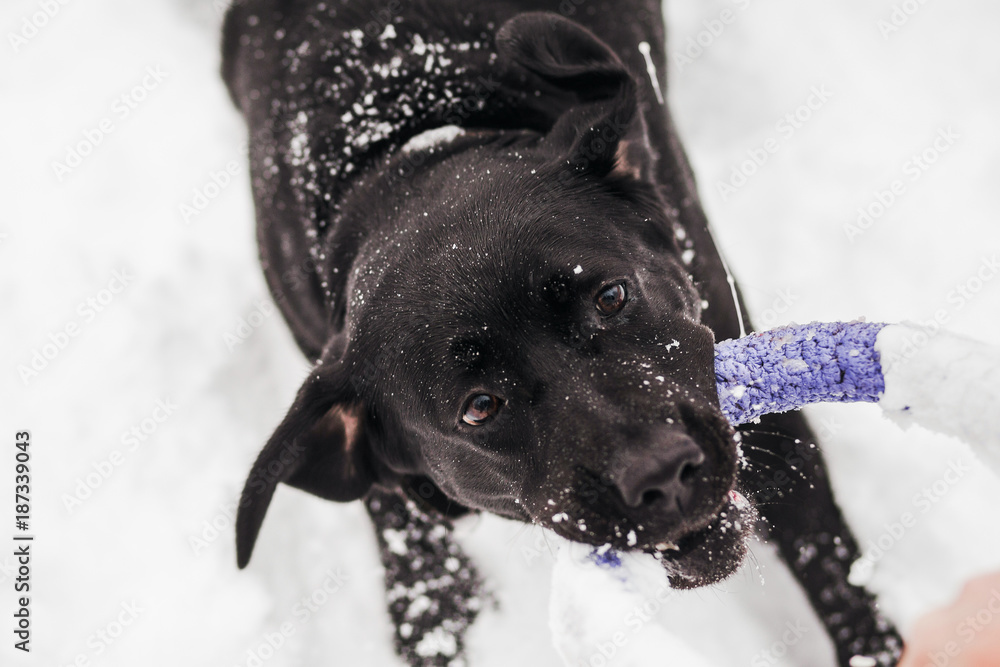 Dogs Point Of View Photography