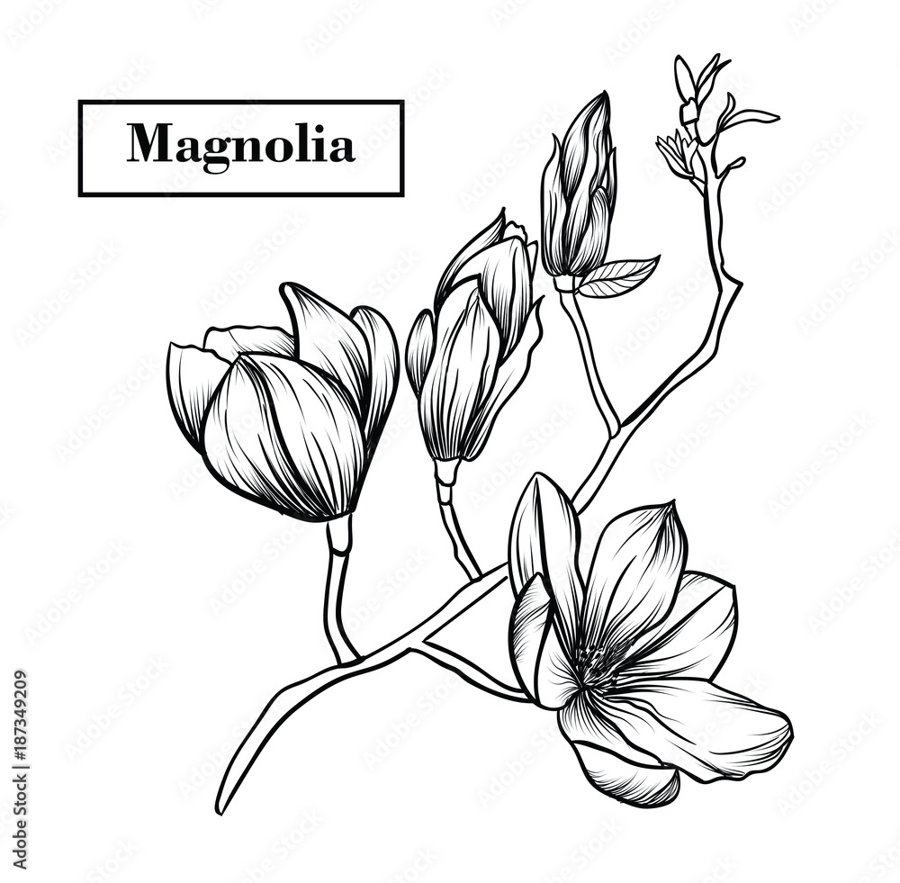 Magnolia Flower Drawing Clip Art | Best Flower Site