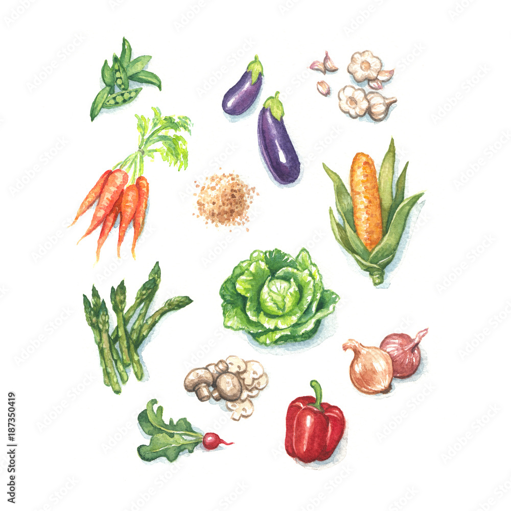 assorted farm fresh vegetables in hand painted watercolor illustration ...