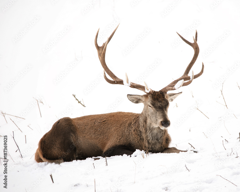 Red Elk Animal