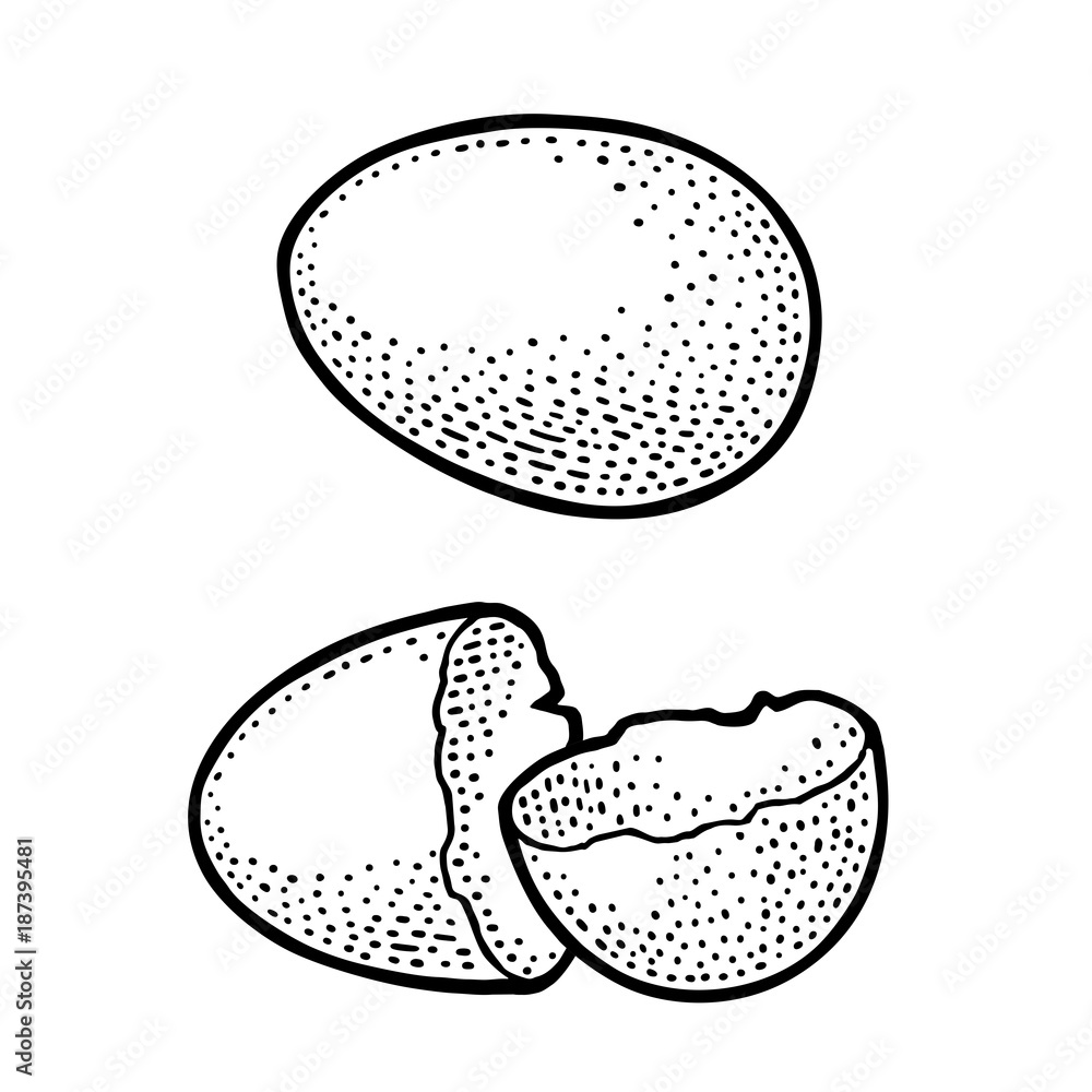 Cracked Egg Shell Drawing