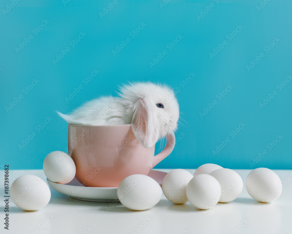 Little white rabbit in a mug Stock Photo | Adobe Stock