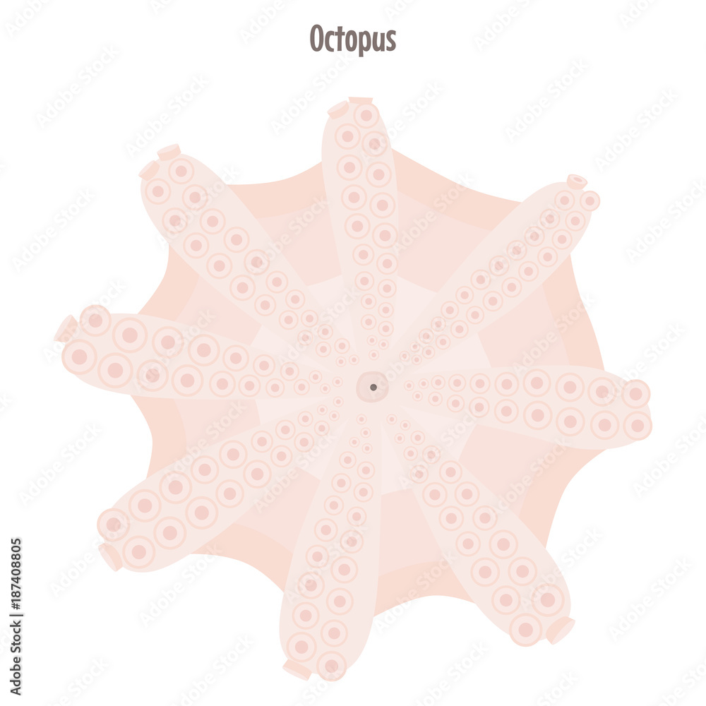 Octopus top view vector Stock Vector | Adobe Stock