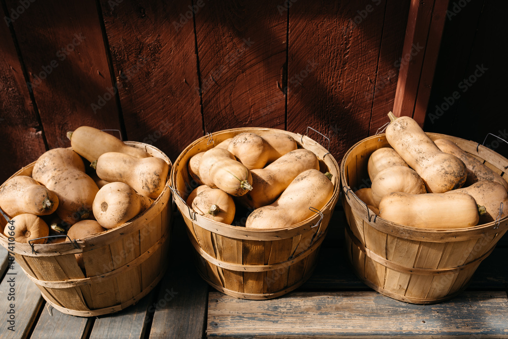 bushel baskets of butternut sqash Stock Photo | Adobe Stock