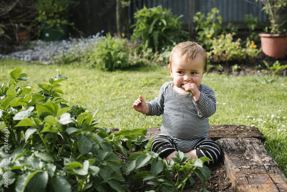 Baby eating garden vegetables in a backyard, New Zealand. Stock Photo ...