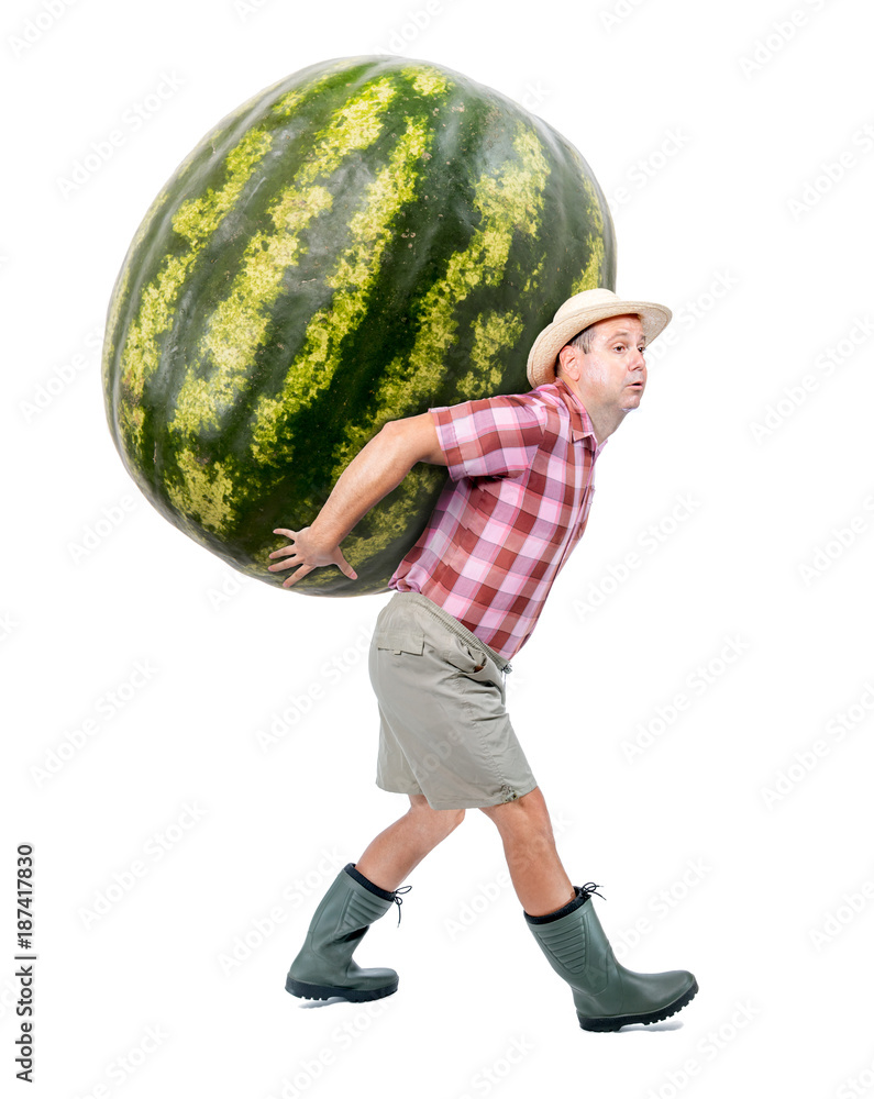 Funny gardener carrying a large watermelon. A farmer hold big water ...