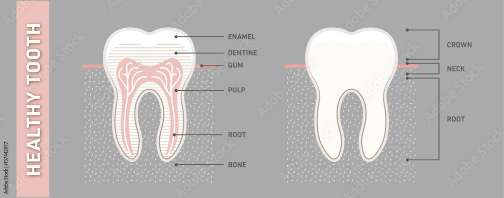 Healthy and strong tooth anatomy. Vector, graphic, illustration ...