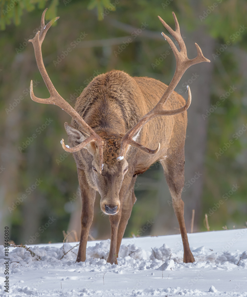 Red Elk Animal