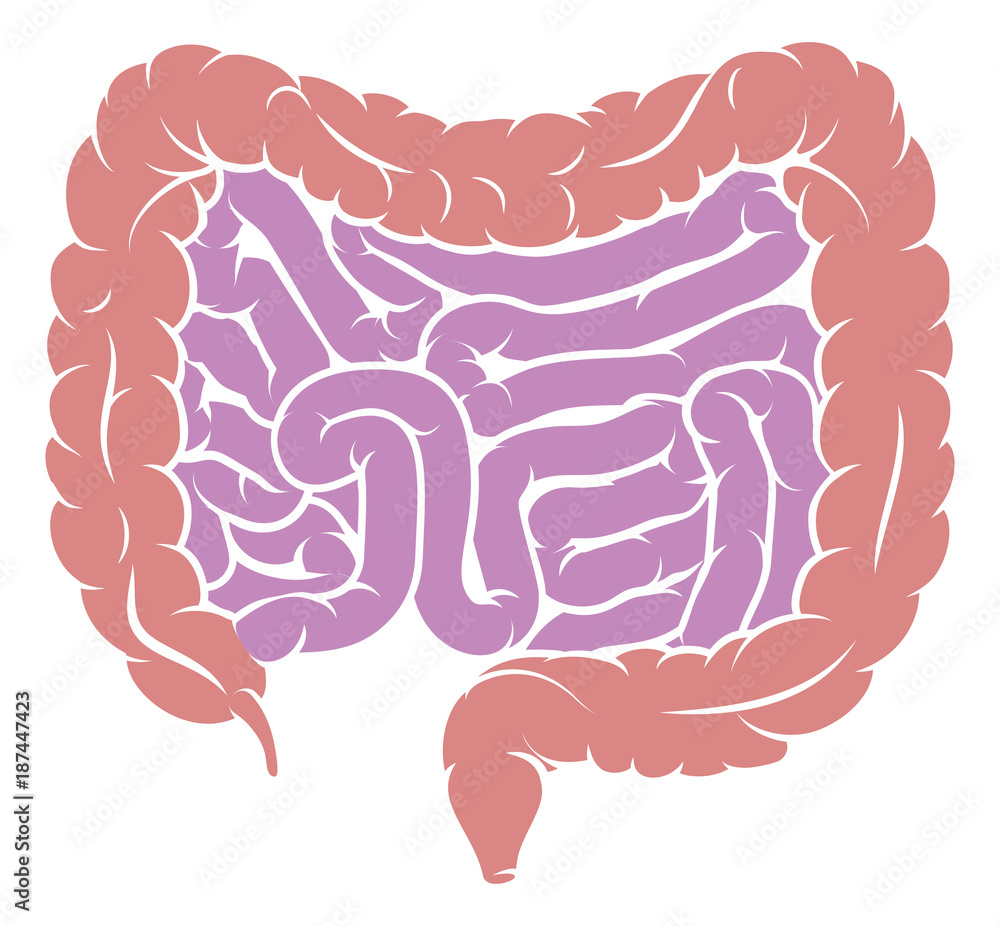 Diagram of Intestine Gut Digestive System Stock Vector | Adobe Stock