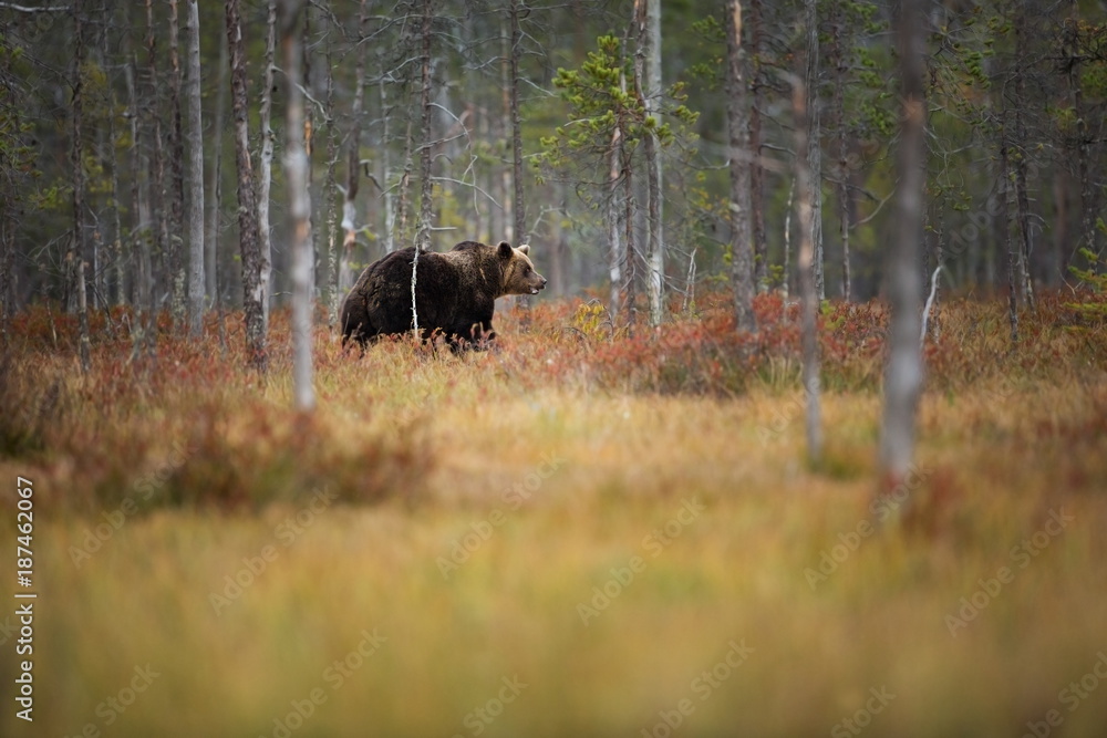 Ursus arctos. The brown bear is the largest predator in Europe. He ...
