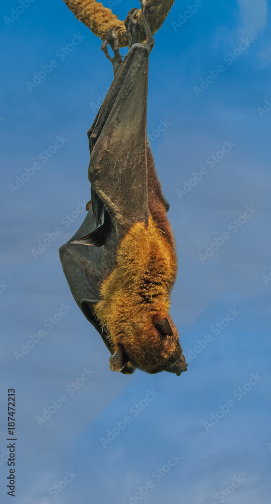 Large flyring fox (aka, fox bat, greater flying fox, Malayan flying fox ...