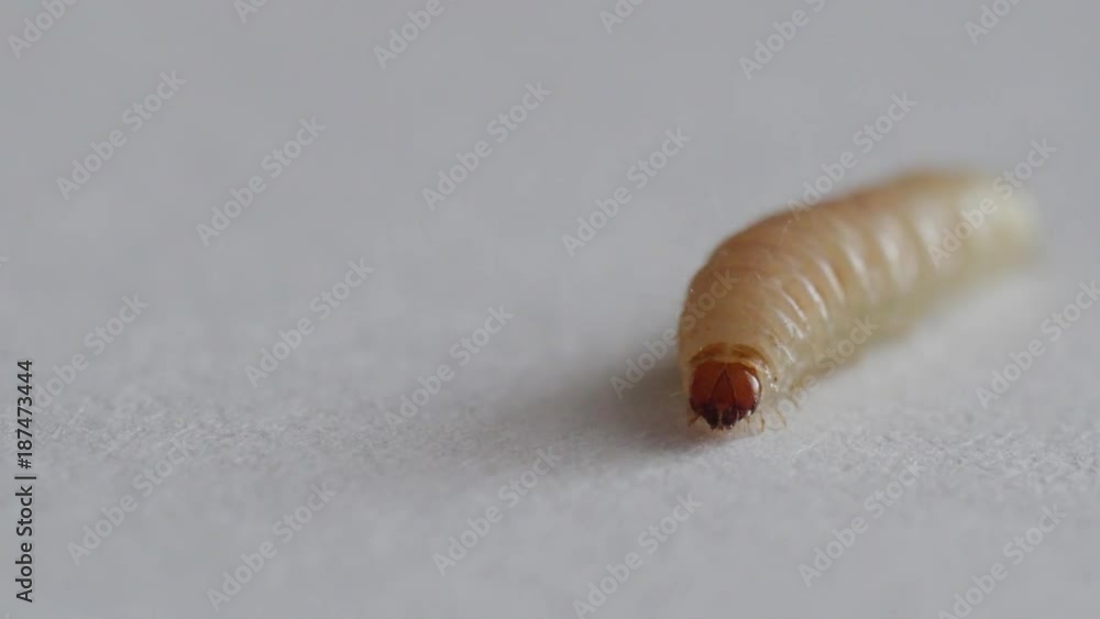 worm, caterpillar, grub, larva, maggot of food moth vídeo do Stock ...