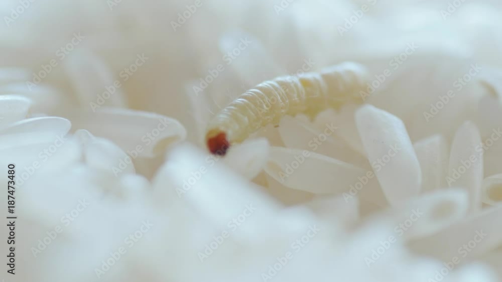 worm, caterpillar, grub, larva, maggot of food moth vídeo do Stock ...