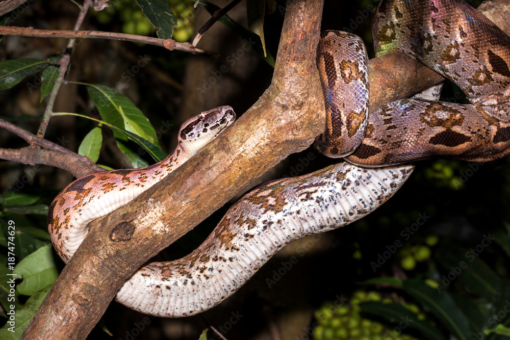 Madagascar ground boa (Acrantophis madagascariensis) in a tree, Nosy ...