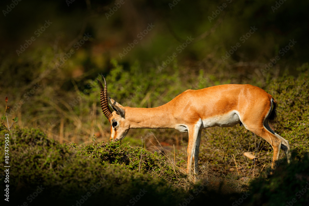 Indian Gazelle or Chinkara, Gazella bennettii, animal, Indian ...