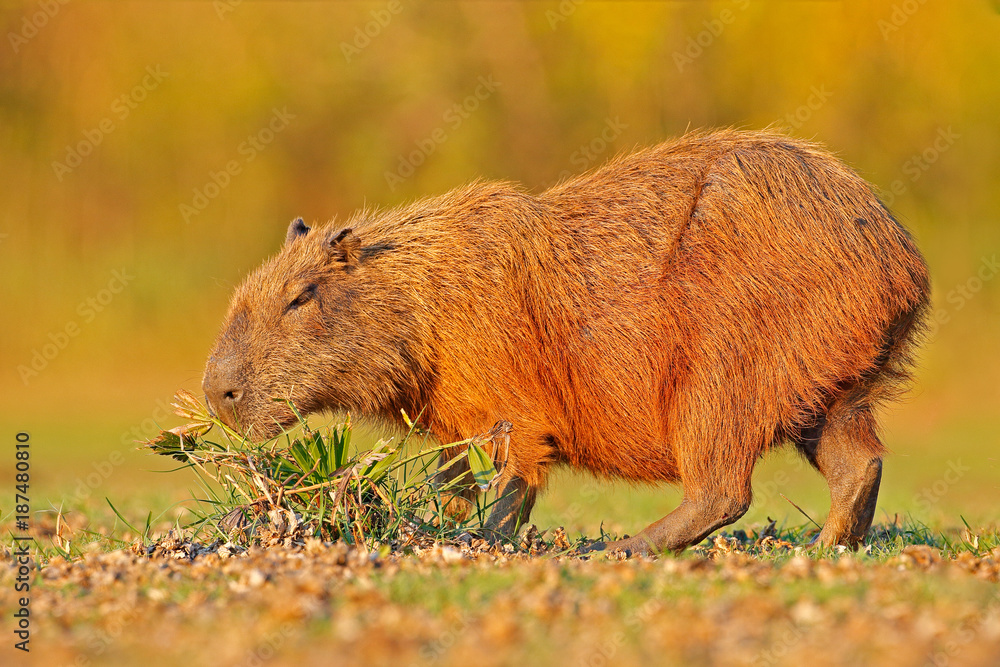 Capybara, Hydrochoerus hydrochaeris, Biggest mouse in water with ...