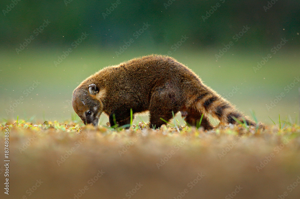 South American Coati, Nasua nasua, beautiful sun light. Coati nature ...