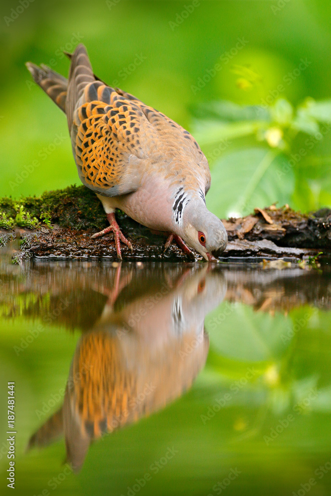 Turtle dove, Streptopelia turtur, Pigeon forest bird in the nature ...