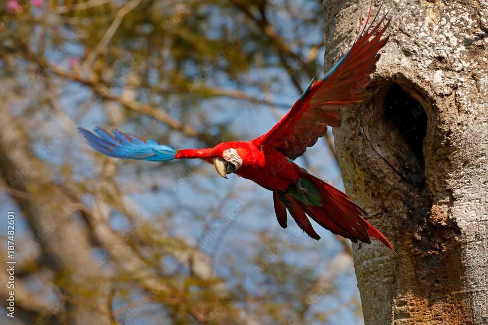 Fotka „Big red parrot, fly from nest hole. Red-and-green Macaw, Ara ...