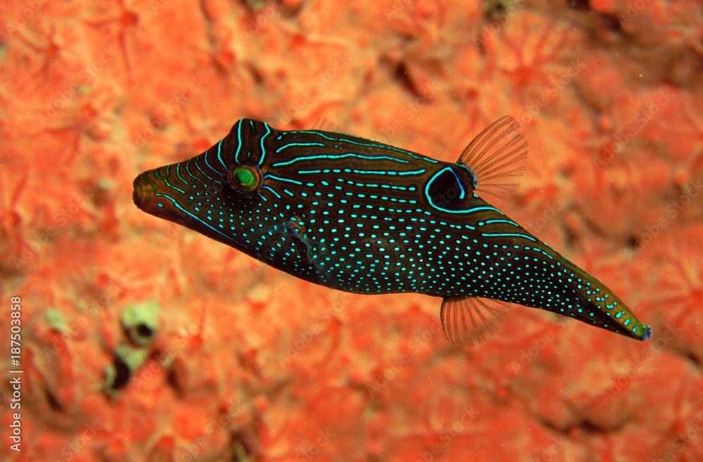Small colorful puffer fish with orange background Stock Photo | Adobe Stock