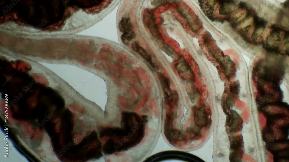 Vidéo Stock a transparent larva under the microscope, with internal ...