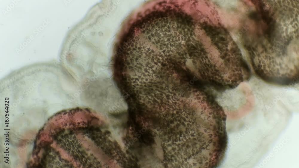 a transparent larva under the microscope, with internal organs, as is ...