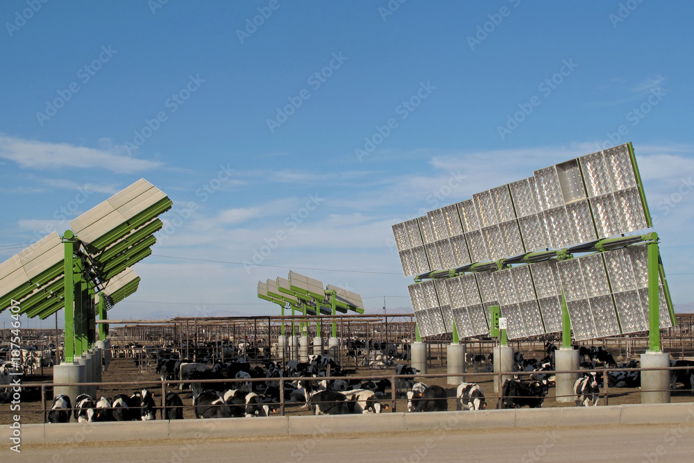Solar panels are giving shadow to the cows of a mass livestock plant ...