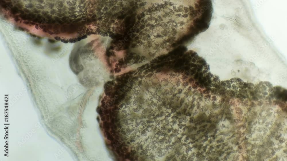 a transparent larva under the microscope, with internal organs, as is ...