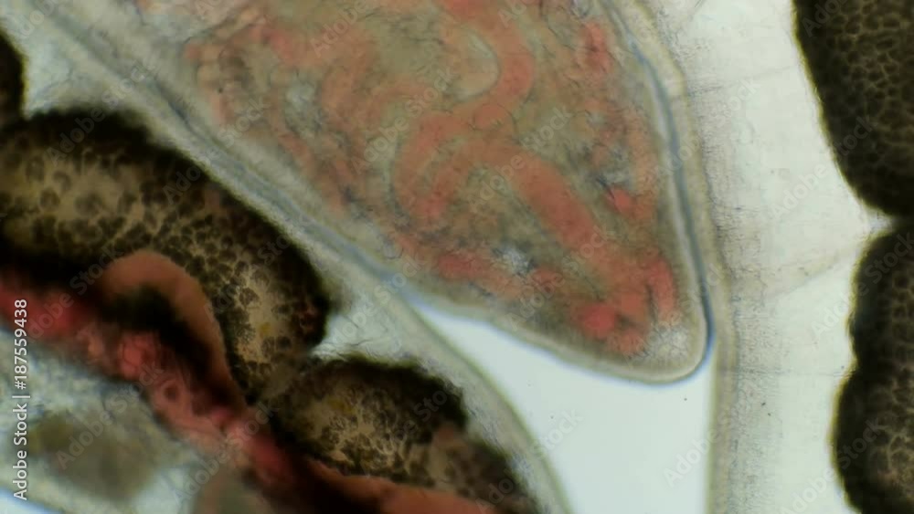 Vidéo Stock a transparent larva under the microscope, with internal ...