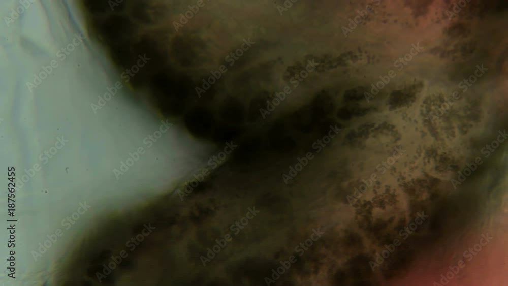 a transparent larva under the microscope, with internal organs, as is ...