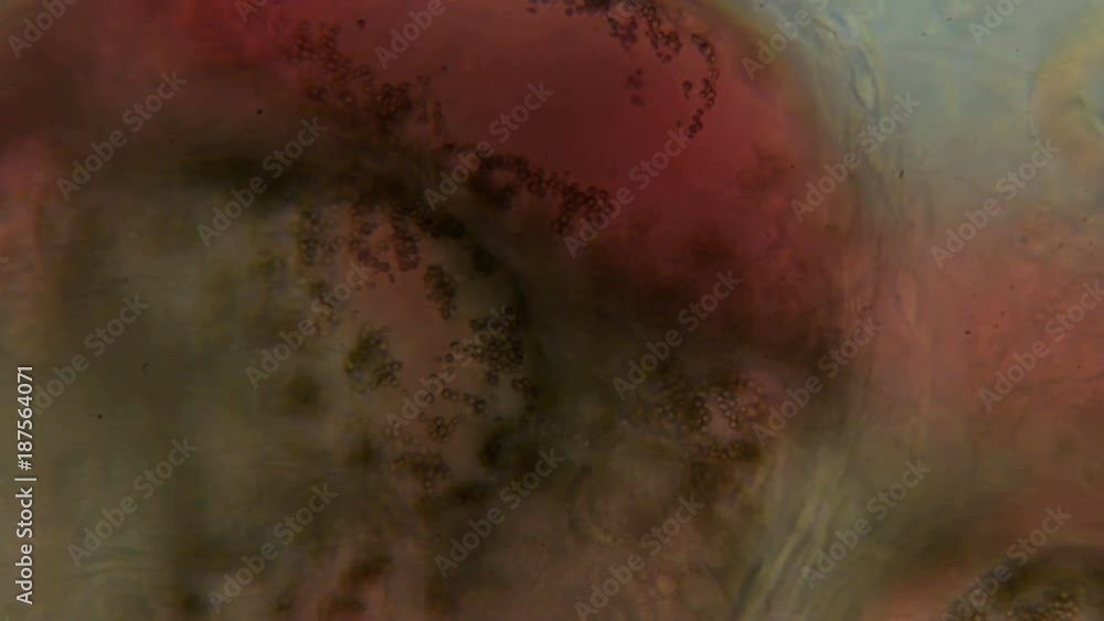 Vidéo Stock a transparent larva under the microscope, with internal ...