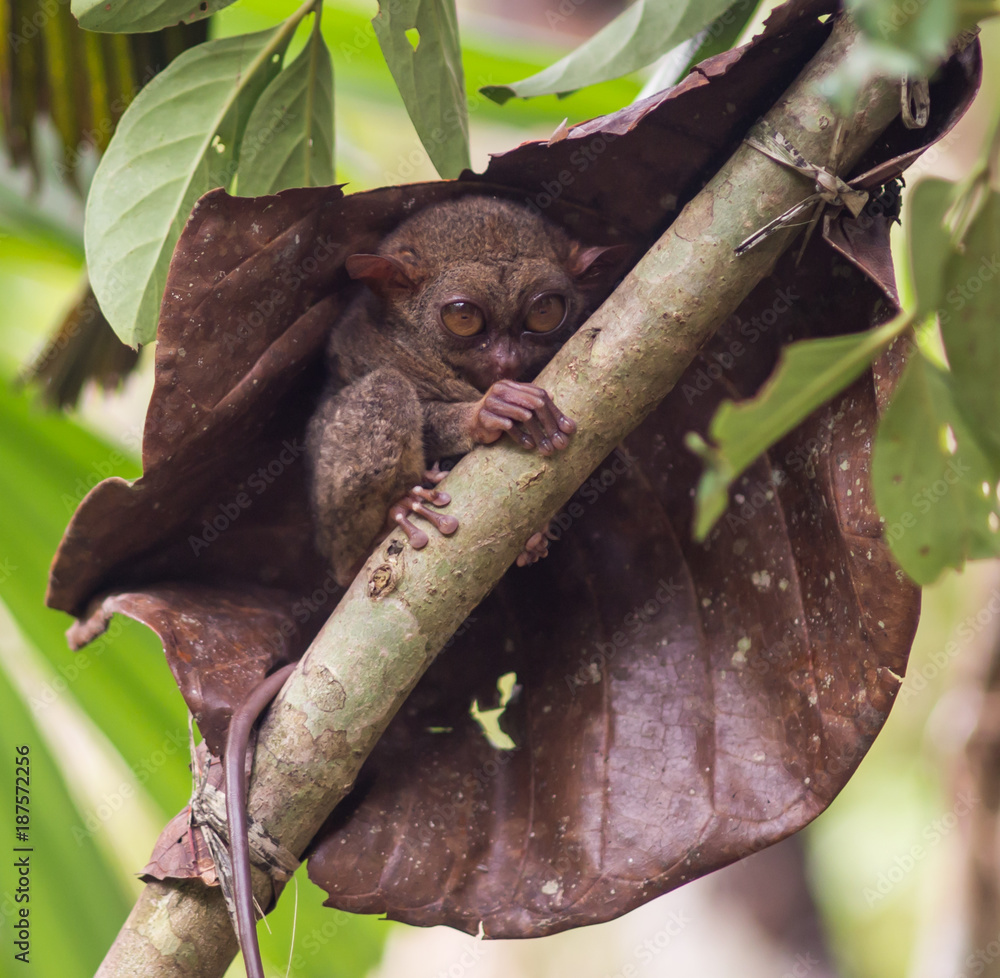 Smiling cute tarsier sitting on a tree, Bohol island, Philippines Stock ...