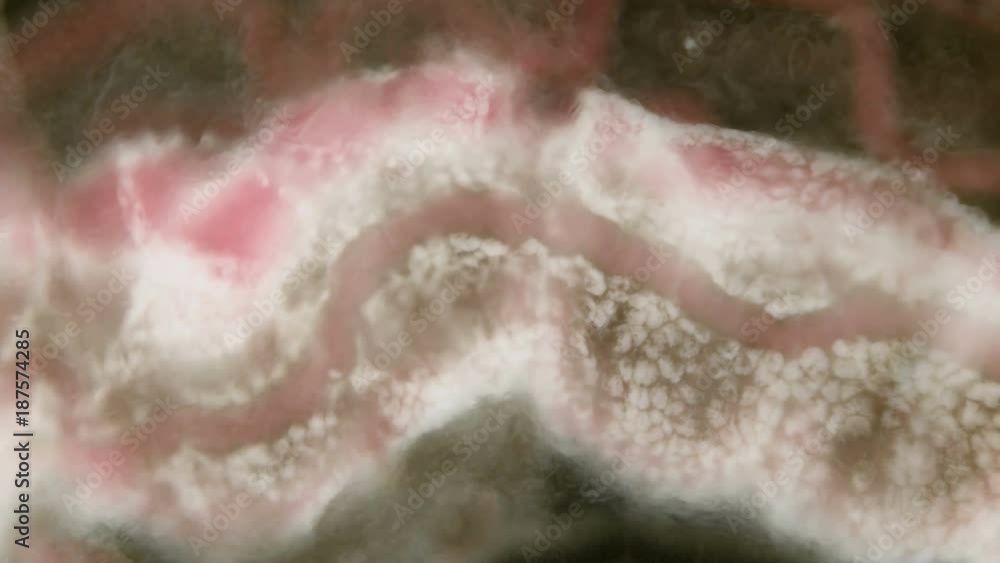 a transparent larva under the microscope, with internal organs, as is ...