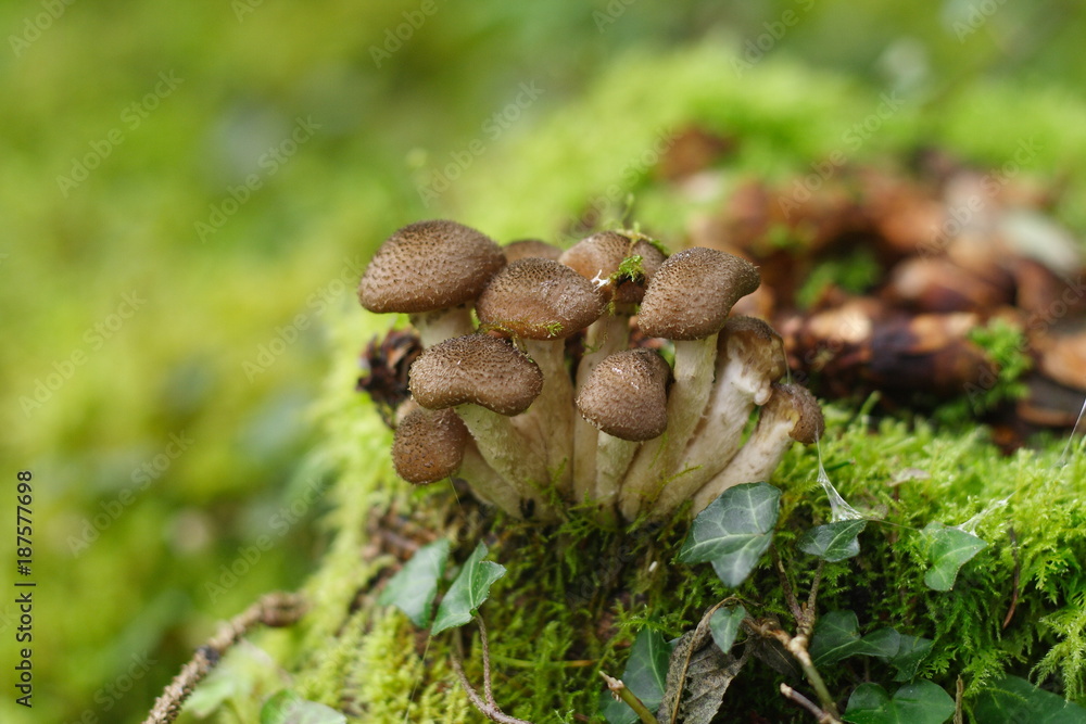 Armillaria Solidipes