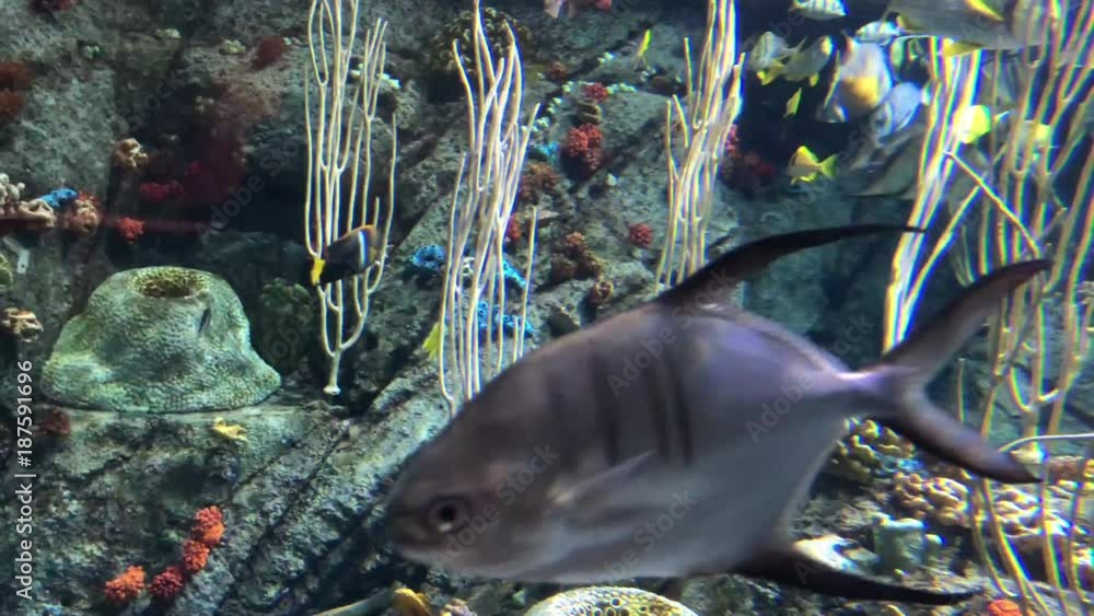 4K HD Video of a coral reef with tropical fish swimming around. Coral ...